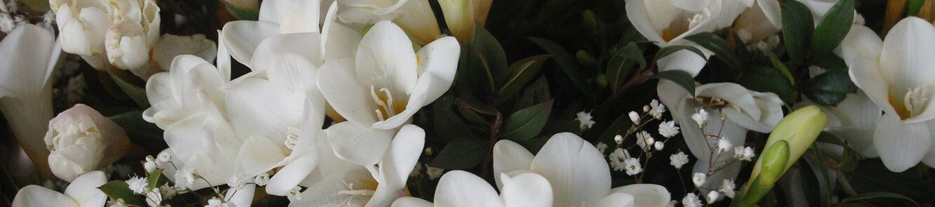 Aroma Bunga Freesia Putih | Pristine Aroma – Pristine ID